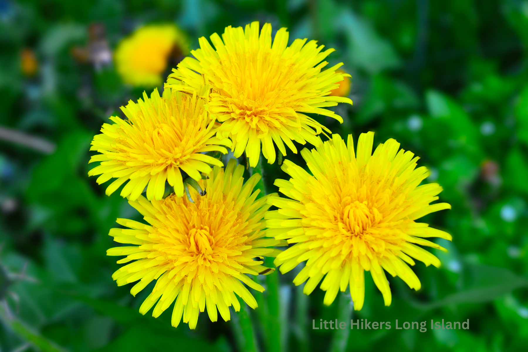 Little Hikers May Program – Little Hikers Long Island